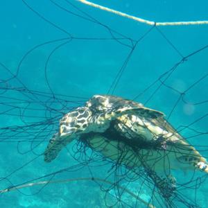 Shark Nets, Advocacy & Outreach, Our Work, Sunshine Coast Environment ...